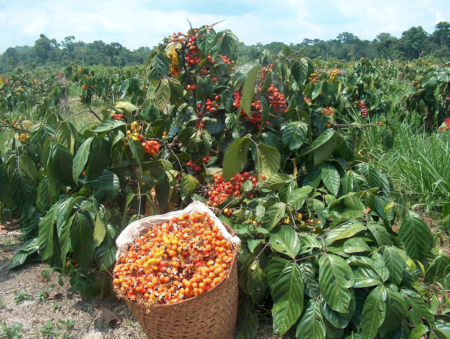 Guaraná: A Lenda e o Poder da Energia Amazônica - A História das Plantas